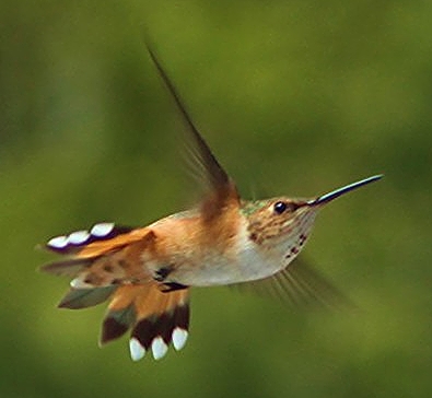 Hummingbirds and Mourning Doves - bc-bog-trotter.com