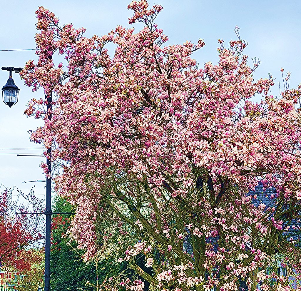 GONE - bc-bog-trotter.com