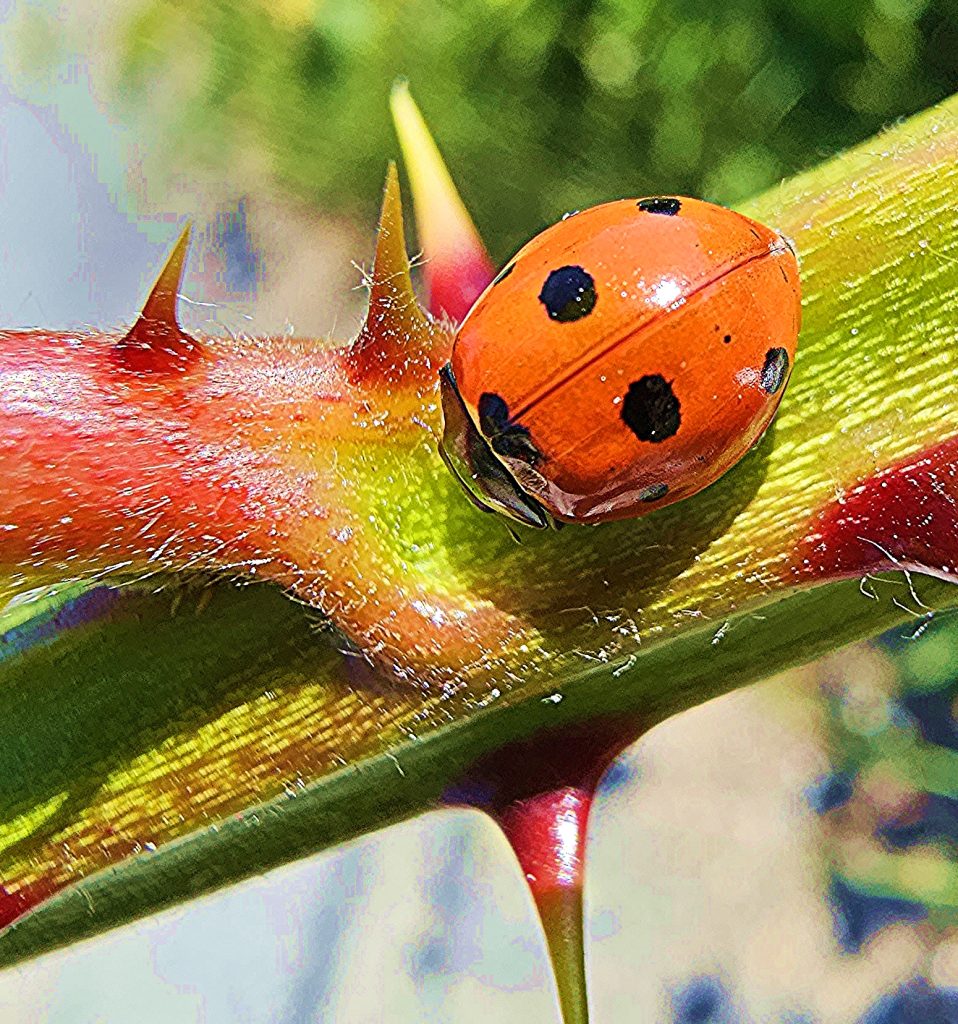 Look Ma No Bugs - bc-bog-trotter.com