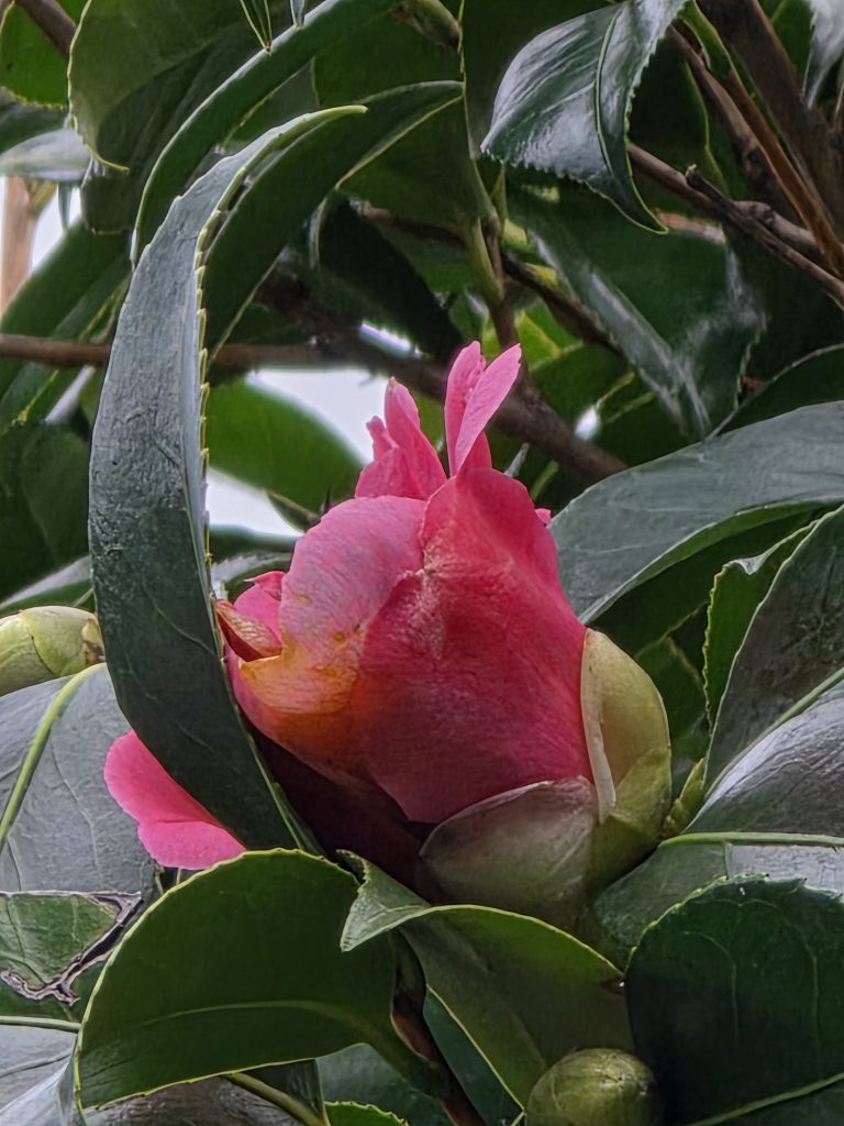 Looking Up - bc-bog-trotter.com